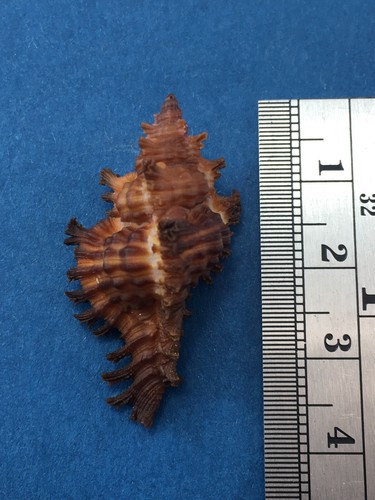 #42 35.7mm Chicoreus Strigatus Dived 20m Palawan Philippines Muricidae ...