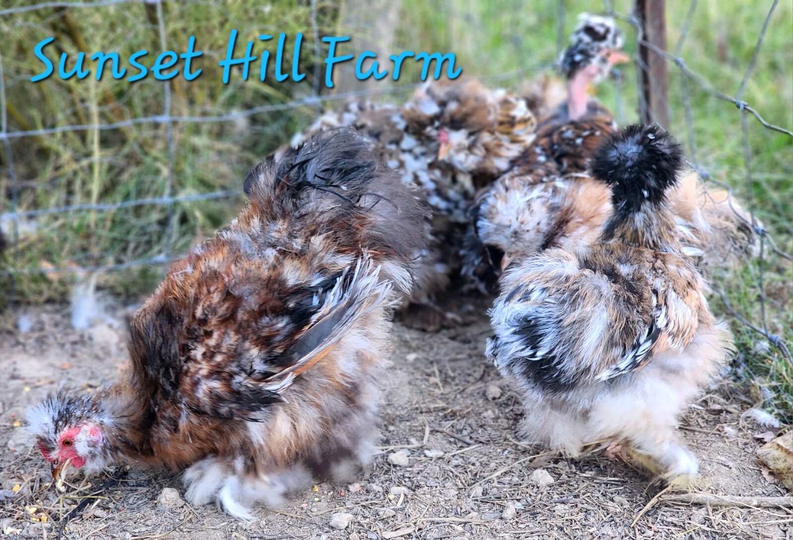 Silkie Hatching Eggs Mille Fleur 6 Calico Millie Showgirl Frizzle NPIP ...