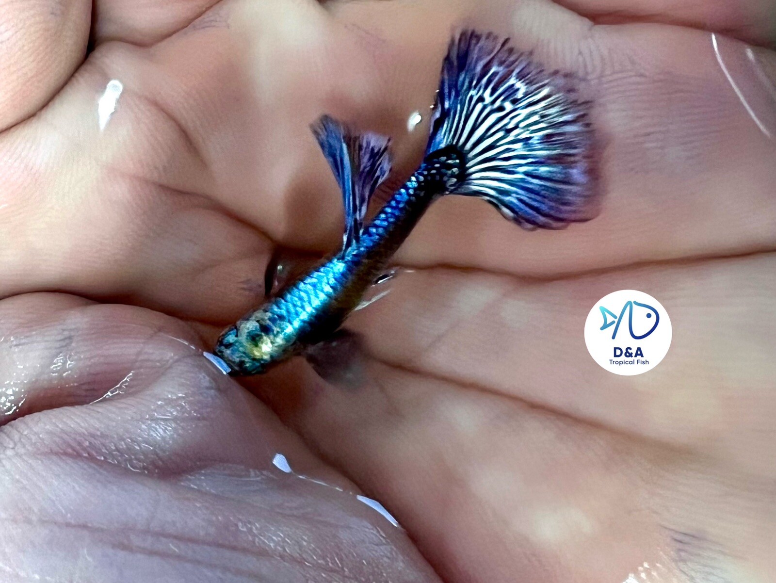 1 Pair - Purple Dragon Halfmoon VIP Live Aquarium Guppy Fish High ...