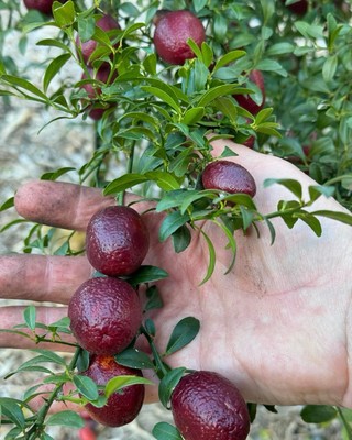 Australian Red Blood Lime Citrus Australasica Hybrid Tree | eBay