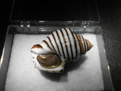 VERY NICE&RARE!>OPEATOSTOMA PSEUDODON(THORN BANDED TOOTH LATIRUS)PANAMA ...