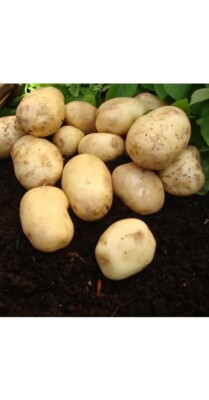 BRITISH QUEEN Seed Potatoes. Second Early.8pce | eBay
