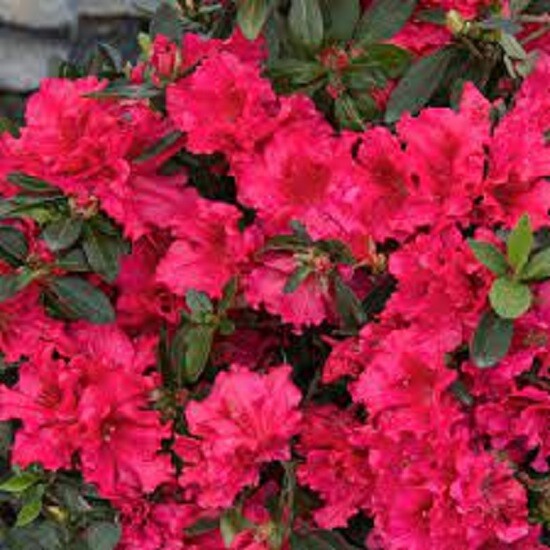 Red Ruffle Azalea - Live Plant - Full Gallon Pot | eBay