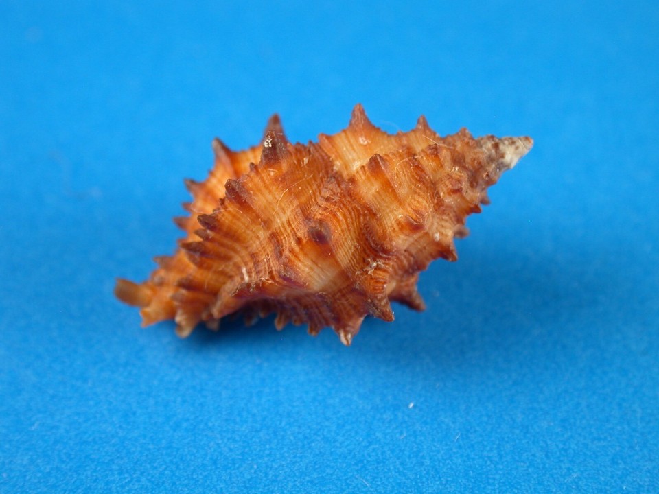 Murex (Muricopsis) jaliscoensis, Great Sculpture, 22.5mm, Panama Shell ...