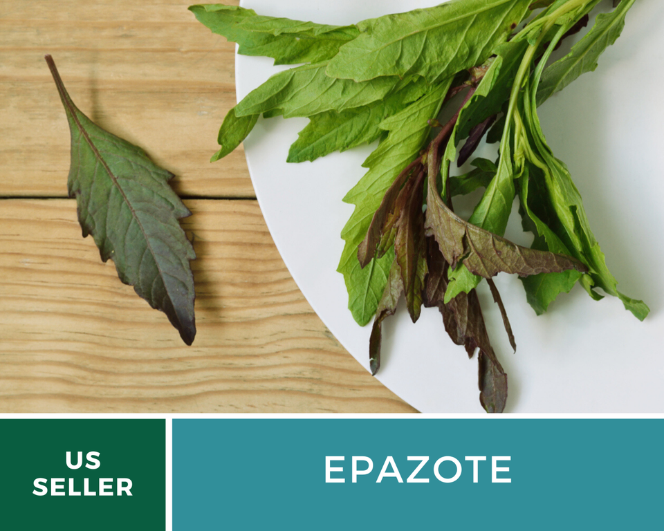 Epazote - Mexican Tea - Culinary & Medicinal Herb - GMO Free | eBay