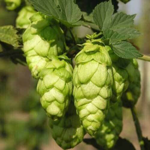 HUMULUS LUPULUS - 20 SELECTED HOPS seeds (EXCELLENT FOR BEER) + FREE | eBay