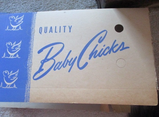 Box to carry baby chickens home Chicks feed store | eBay
