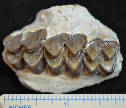 Oreodont Upper Tooth Section, Fossil, Merycoidodon culbertsoni, S ...