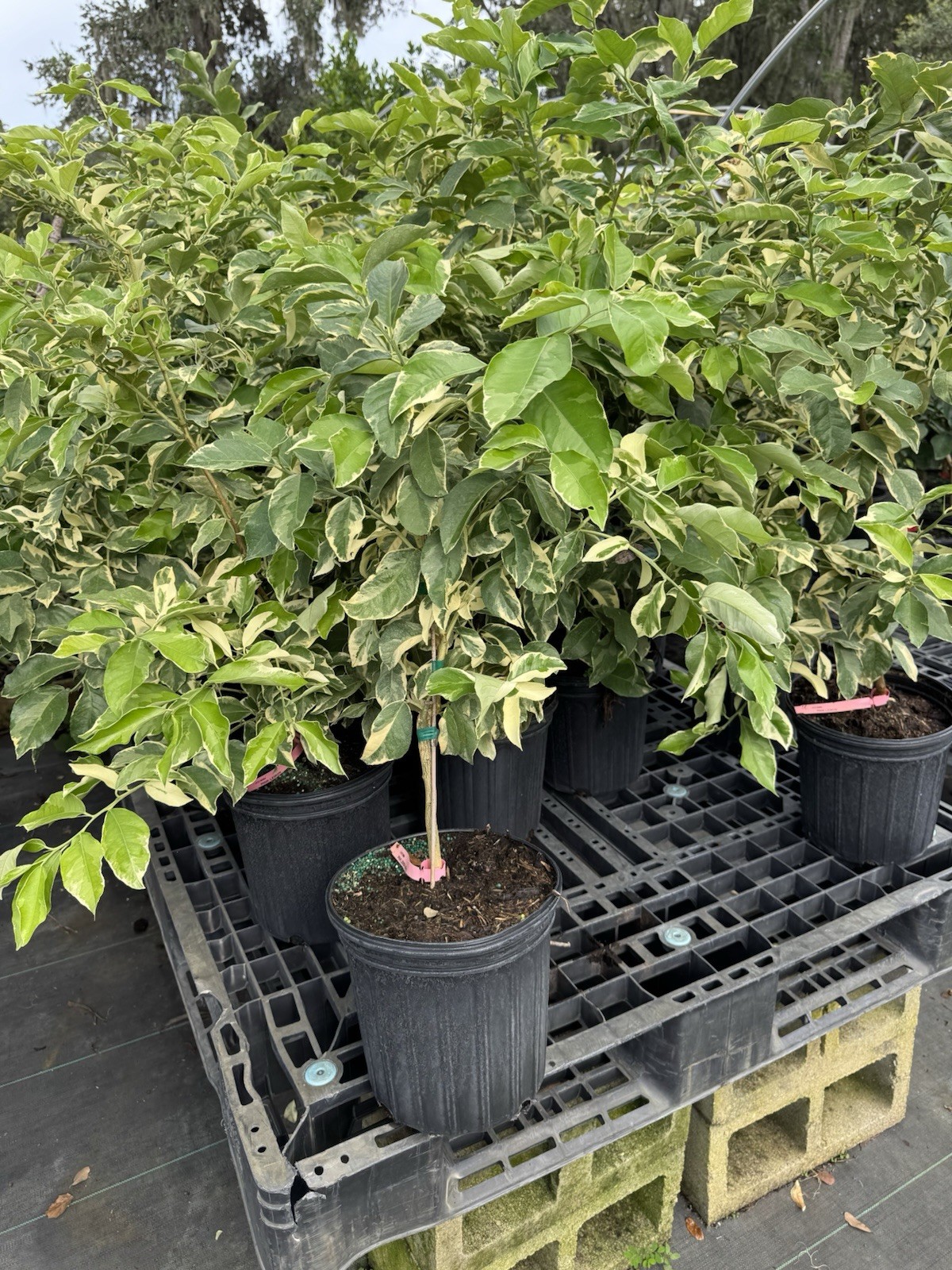 VARIGATED PINK LEMON TREE (GRAFTED) 3 Feet Tall. | eBay