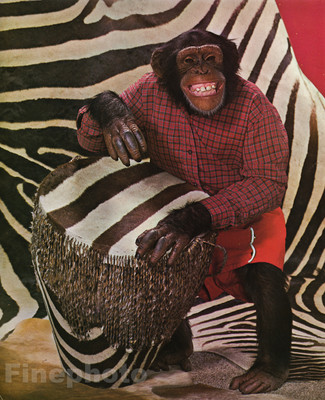 1959 Vintage MONKEY HUMOR ~ Chimpanzee ZEBRA MUSIC Bongo Drums Animal ...
