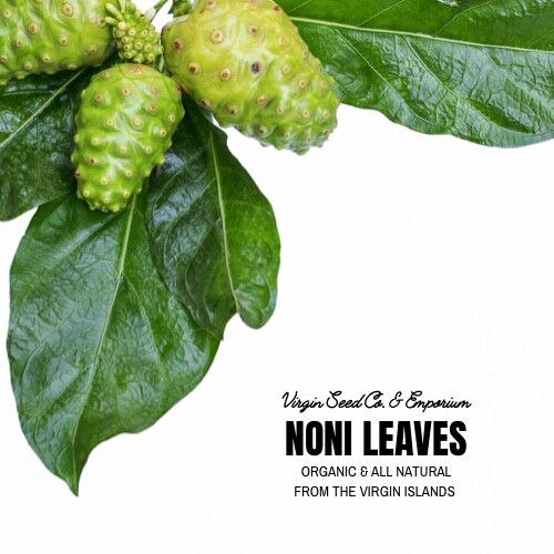 1 oz Real Noni Sun Dried Leaf Herbal Tea 100% Organic Anti AGING WOMEN ...