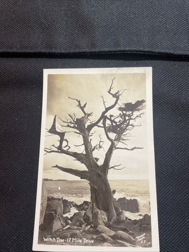 Mission Photo Witch Tree 17 Mile Drive Monterey CA Pebble Beach | eBay