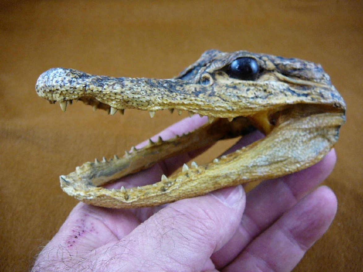 G-Def-310) 4-1/8" Deformed Gator ALLIGATOR HEAD jaw teeth TAXIDERMY ...