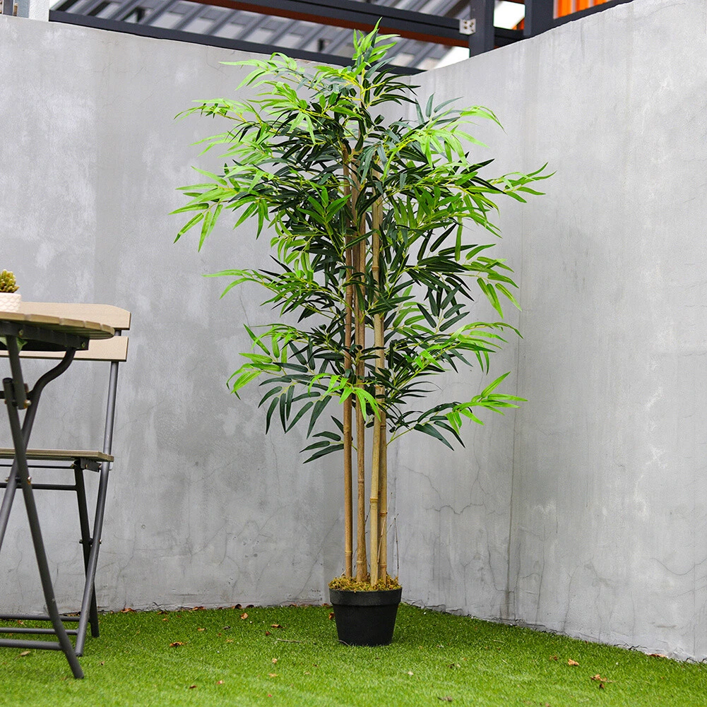 Tall Bamboo Plants Indoor
