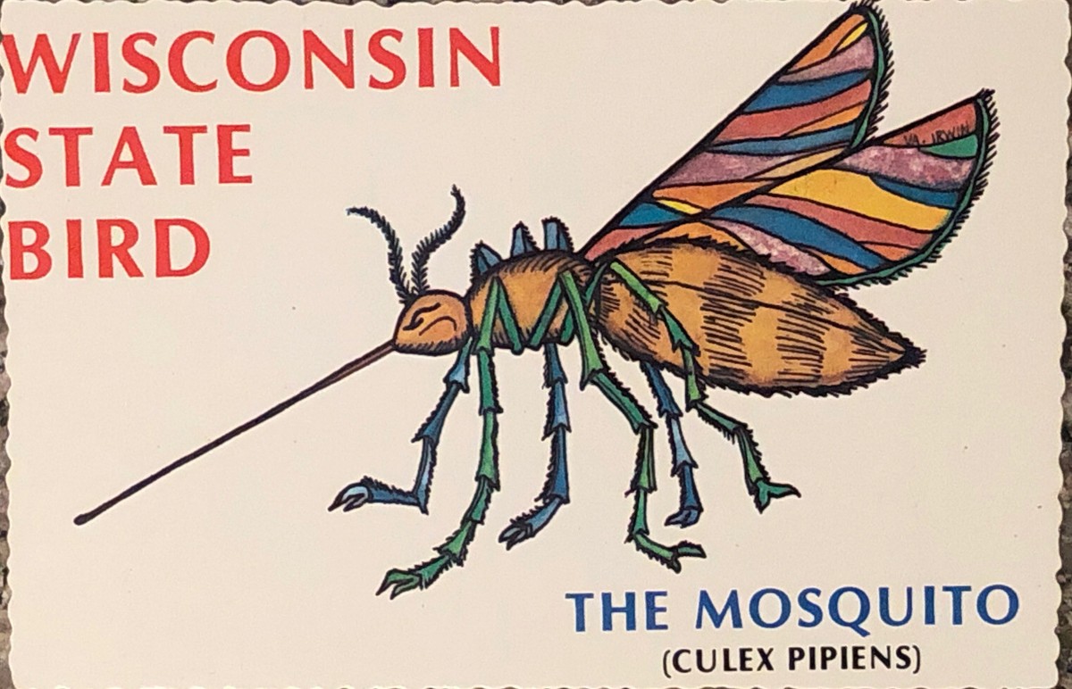 Wisconsin State Bird Rare Pink Bird Spotted In Wisconsin For The First