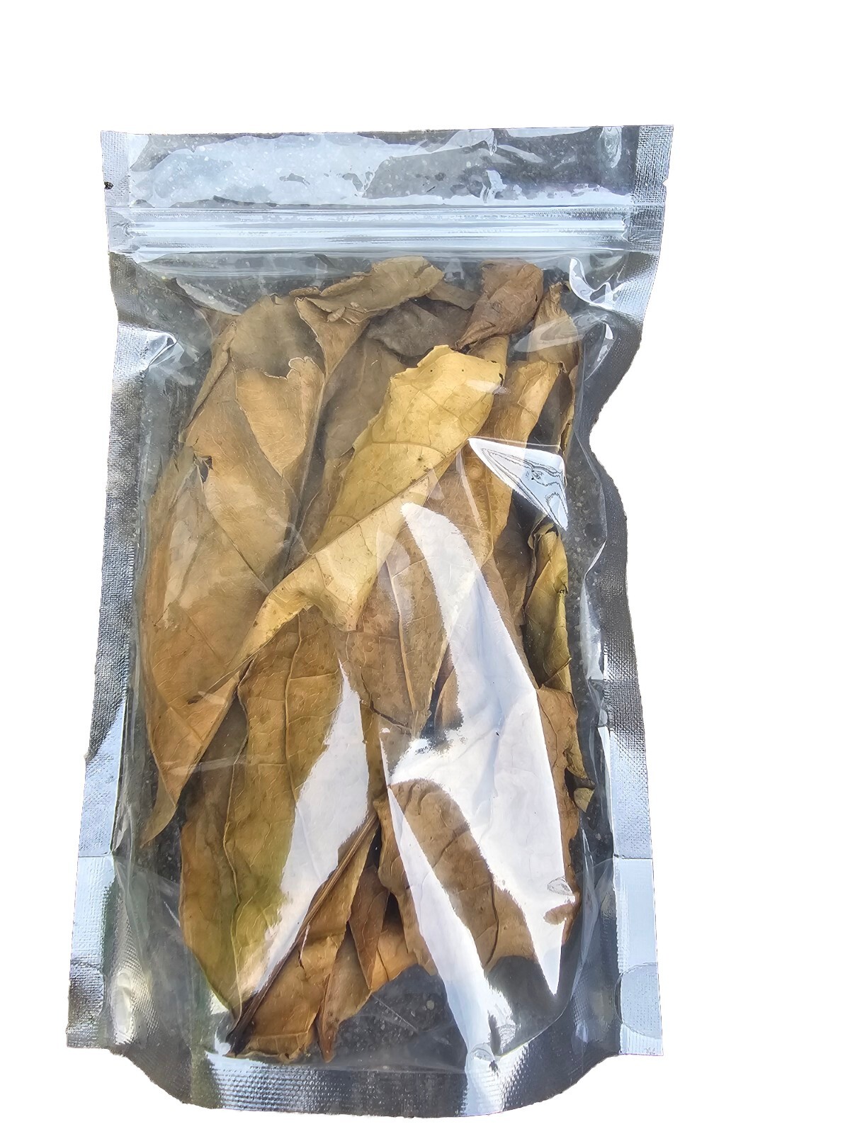 EWE AKOKO/NEWBOULDIA LAEVIS TREE 22G | eBay