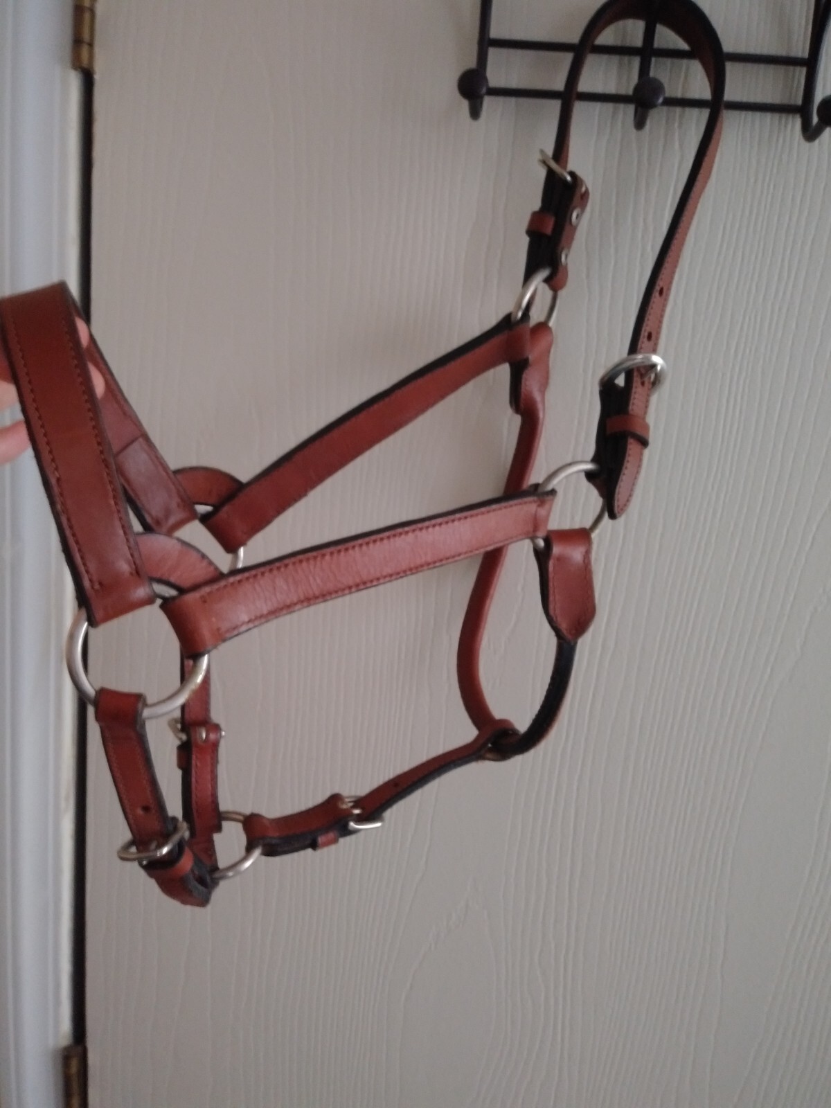 Leather English Showmanship Halter | eBay