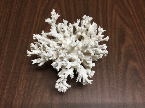 Natural White Sea Lace Coral | eBay