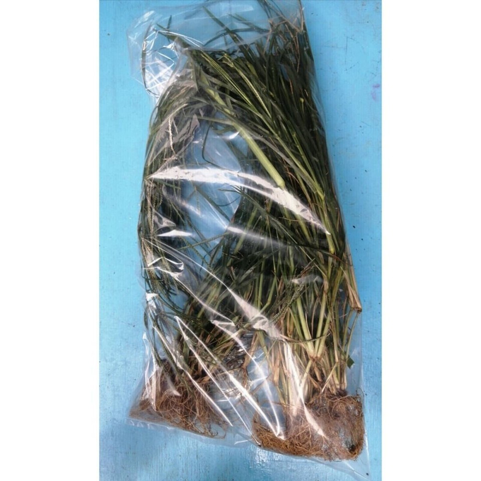 Dried Goose Grass Paragis Plant Eleusine Indica Herb Natural Organic ...