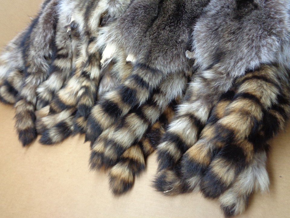 Professionally Tanned #1 XXL Raccoon/Coon Hide/Furs/Pelts/Taxidermy ...
