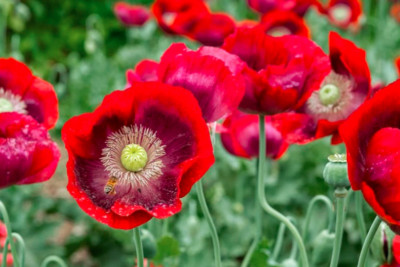 Red Poppy flower seeds (100) / ORGANIC / FLORIDA GROWN / | eBay