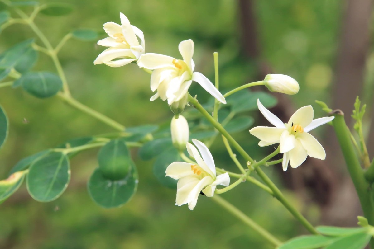 Moringa Flower