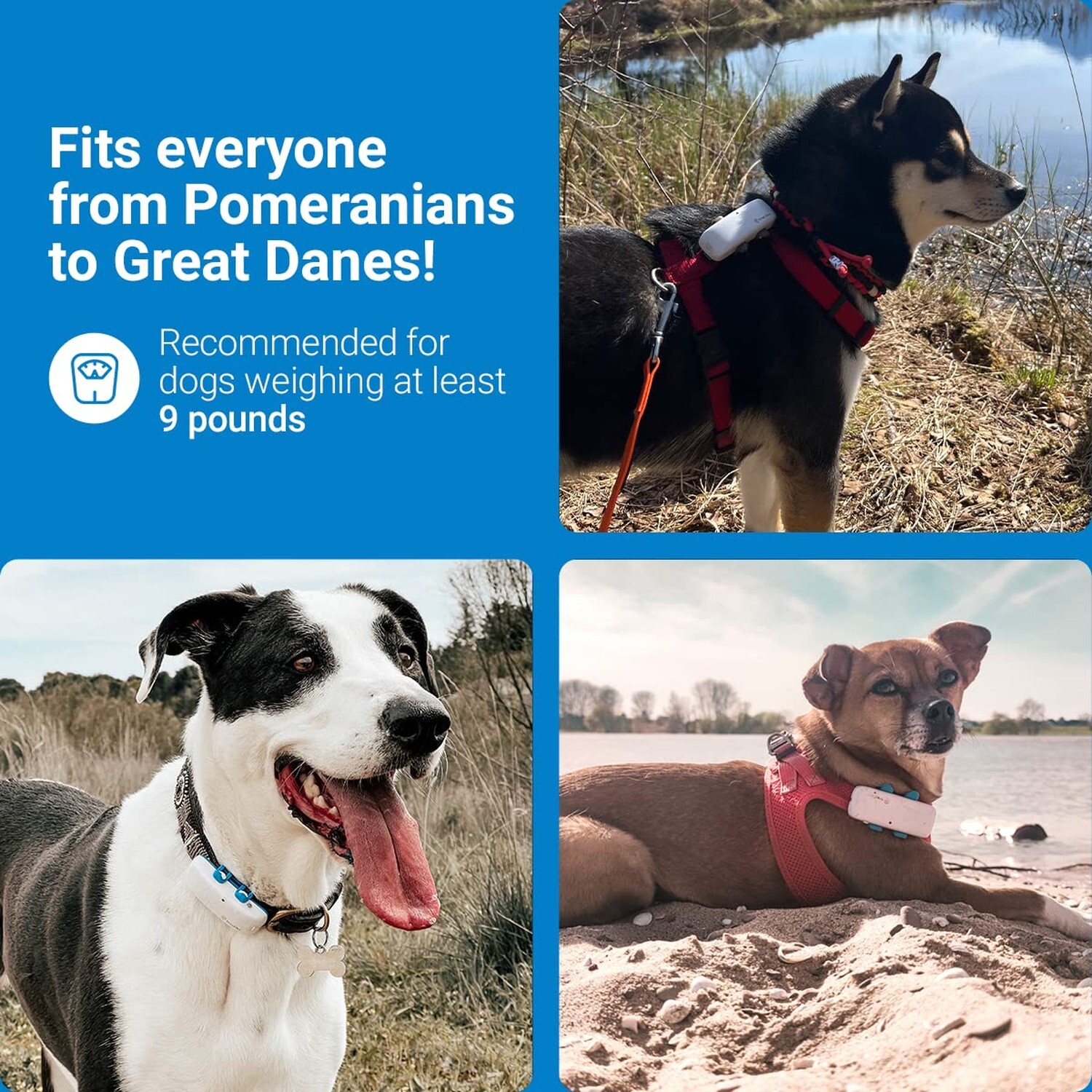 tractive GPS Tracker for Dogs - Waterproof, GPS Location & Smart Pet ...