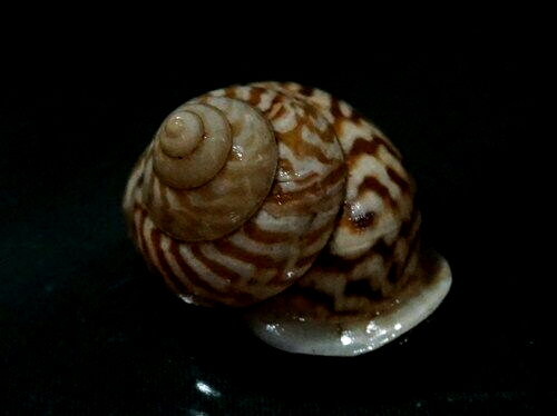 Papuina admiralitatis 24.mm F+++/GEM "Fantastic zebra pattern Landsnail WOW! | eBay