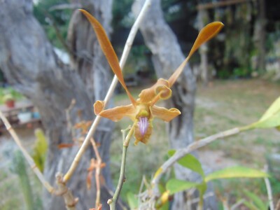 NO TAG Dendrobium Bloom size Bare root LARGE PLANT | eBay