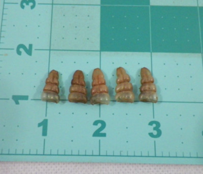 5 Baby Rattlesnake Rattles (10-38) Snake Tail Guitar Good Luck Charm ...