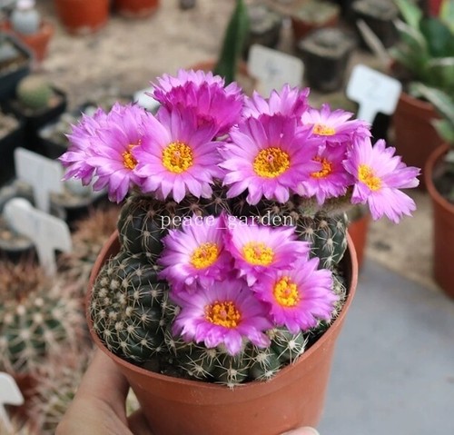 Multi-Head Succulent Notocactus uebelmannianus cactus Cacti Succulent ...
