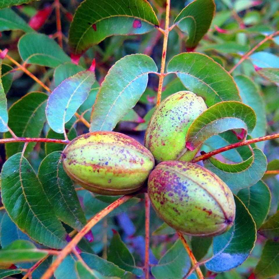 Northern Sweet Pecan Tree Seeds/Nuts (Carya illinoinensis) Hardy-Zone 5 ...