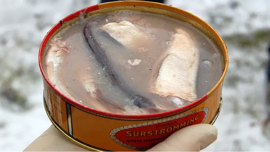 Vikings Smelly Fermented Herring Stink Fish Can Traditional Swedish ...