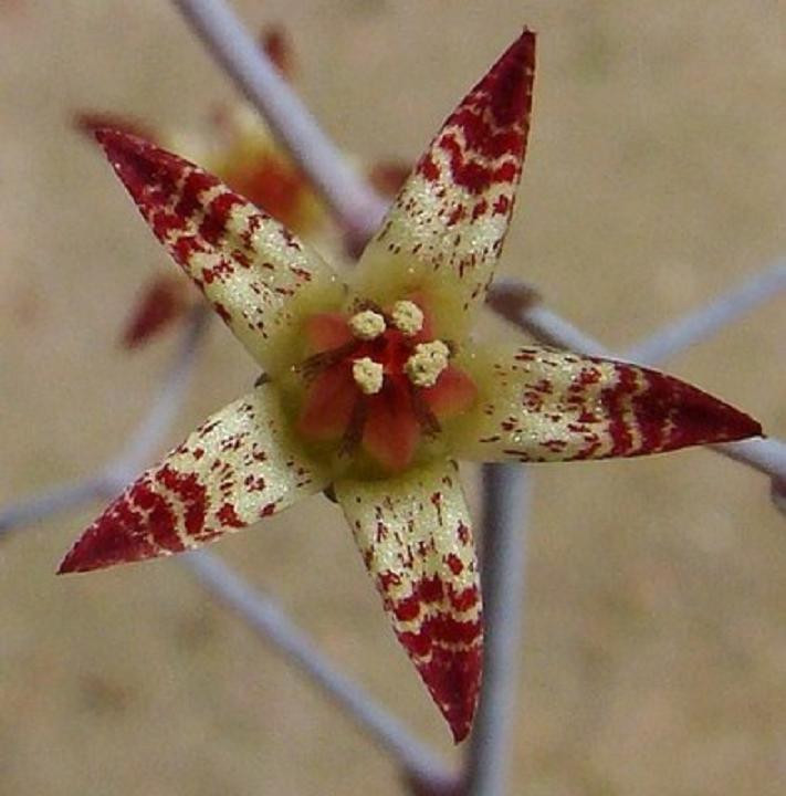 Graptopetalum pentandrum exotic succulent rare mesembs flowering plant ...