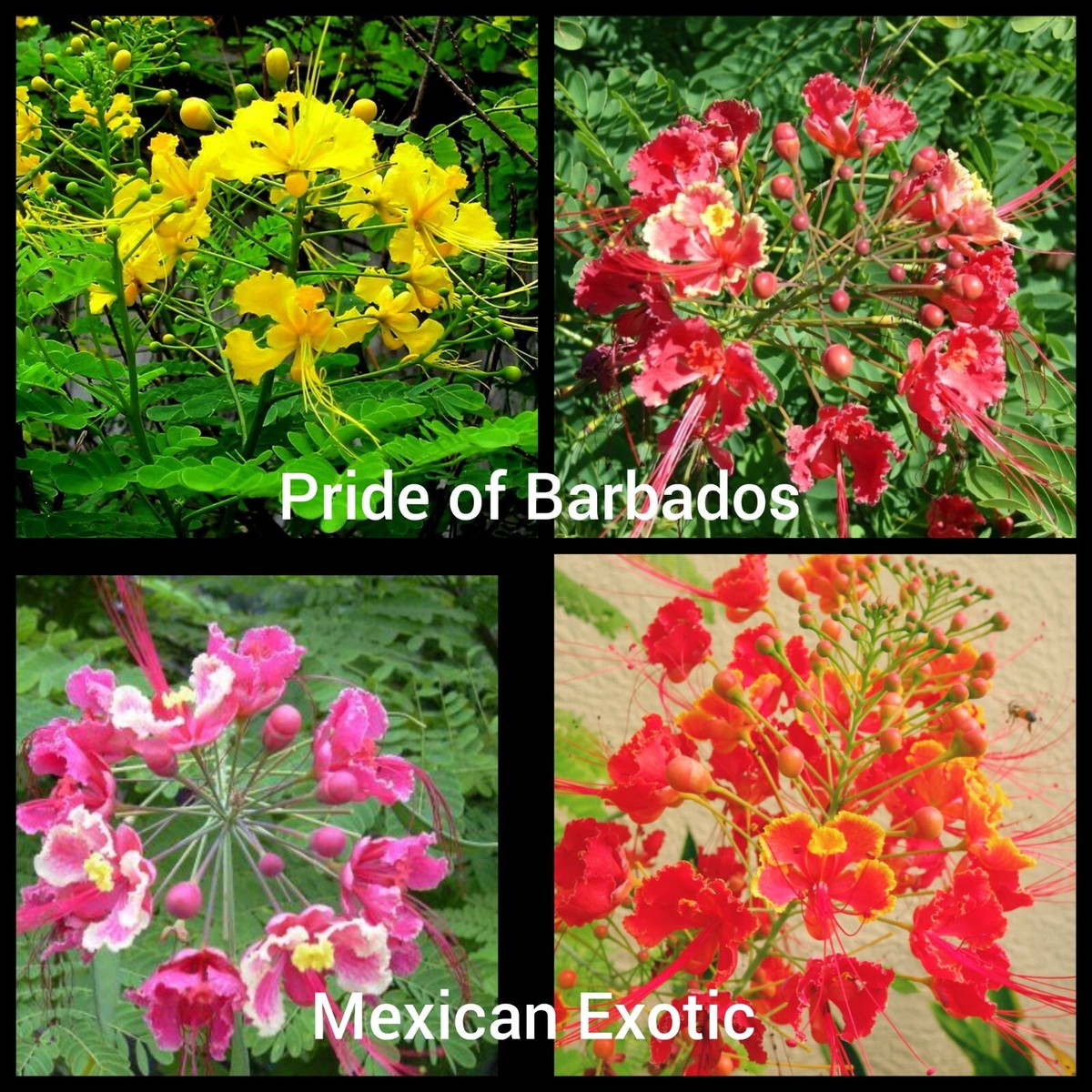 Picture Of Pride Of Barbados Pride Of Barbados