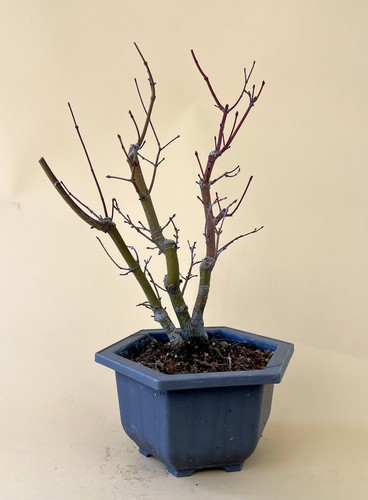 Japanese Maple Bonsai Multi Trunk | eBay