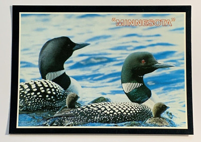 Minnesota's State Bird "The Loon" Postcard | eBay
