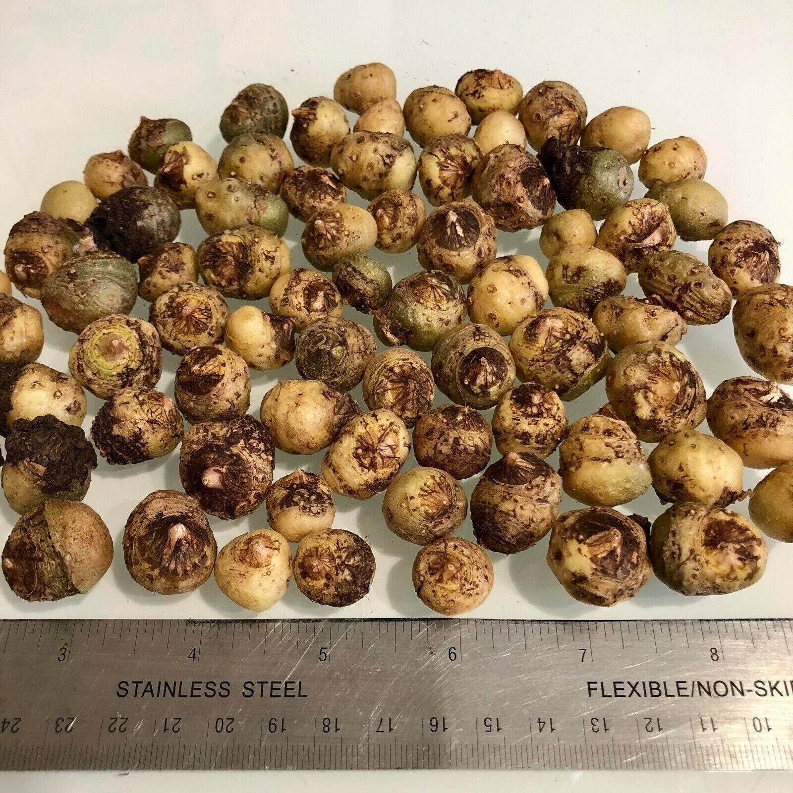 (10) Sauromatum Venosum Voodoo Lily Corpse Flower Amorphophallus Bulbs ...