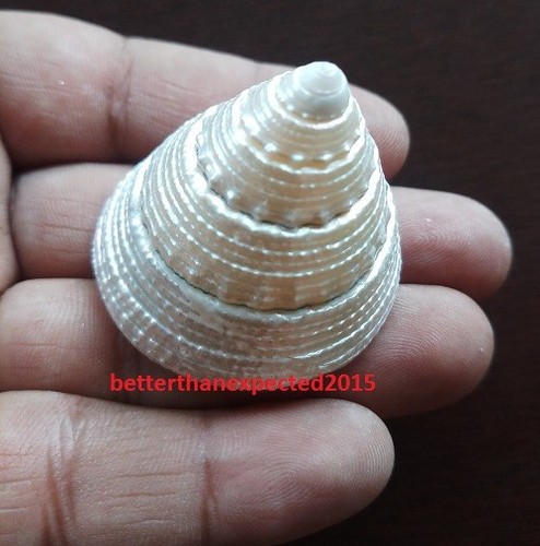 Moti Shankh, Mother of Pearl, Pearl Conch For Laxmi Pooja Size 4 cm ...