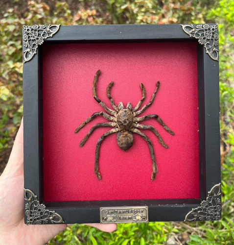 Christmas Gift Taxidermy Spider Framed Insect Shadow Box Gothic Wall ...