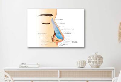 Human Nose Anatomy Illustration Plastic Poster Ready to Hang | eBay ...