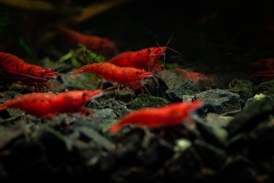Live Freshwater Shrimp - 20+ Fire Red Cherry Shrimp - Grade A ...