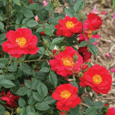 Roses Legend Urbans Beautiful Landscape Easy To Grows Outdoors Live ...