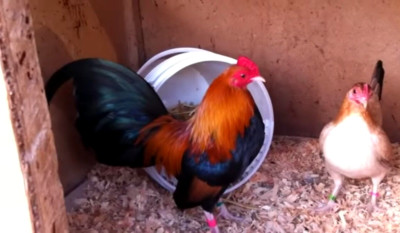 6 NPIP/AI CLEAN Wheaten Old English Game Bantam Hatching Eggs SHOW ...