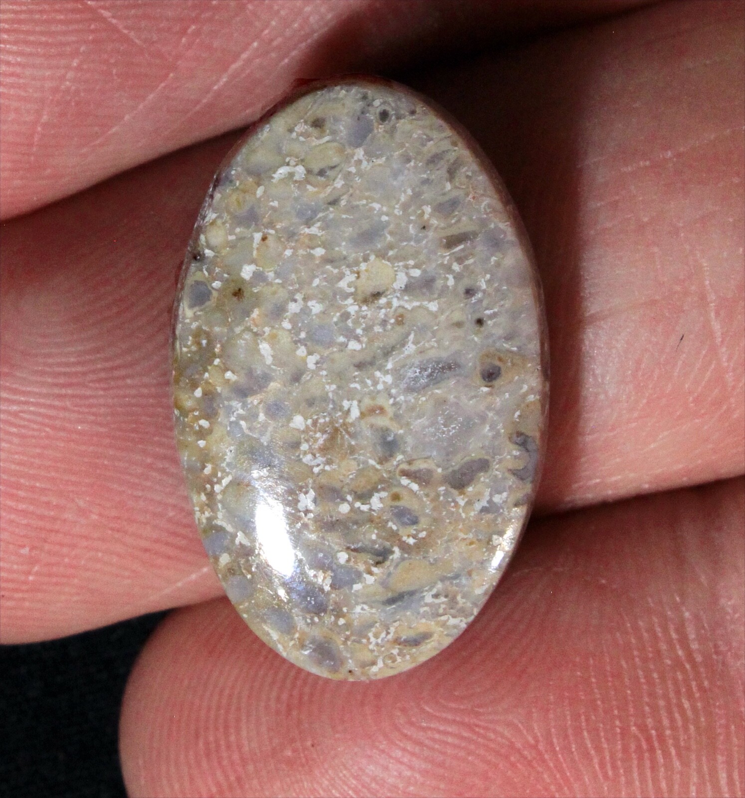 12.9 ct Petrified Dinosaur Bone Cab Cabochon from Utah old collection ...