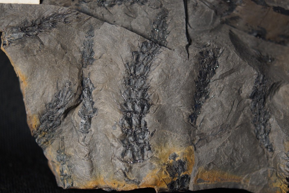Carboniferous fossil plant numerous rarer Horsetail calamites cones ...
