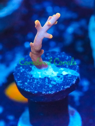 Cornbred's Golden Dragon Acro - Frag - LIVE CORAL | eBay