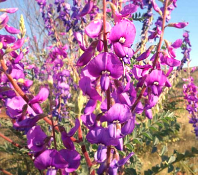 10 X PINK DARLING PEA SEEDS-NATIVE DESERT PEA FLOWERS-SWAINSONIA-GARDEN ...