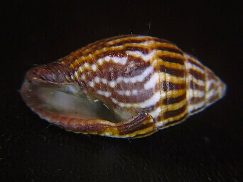 MITRA "STRIGATELLA" RETUSA: RARELY OFFERED SPECIES @ 24.22mm! | eBay