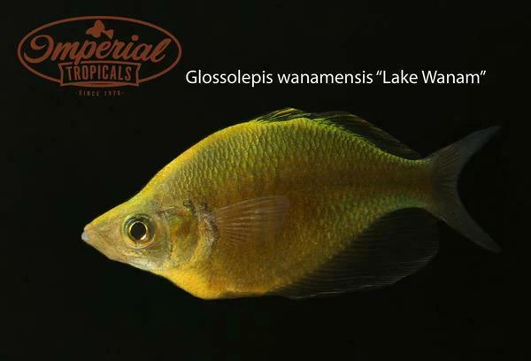 Glossolepis Wanamensis